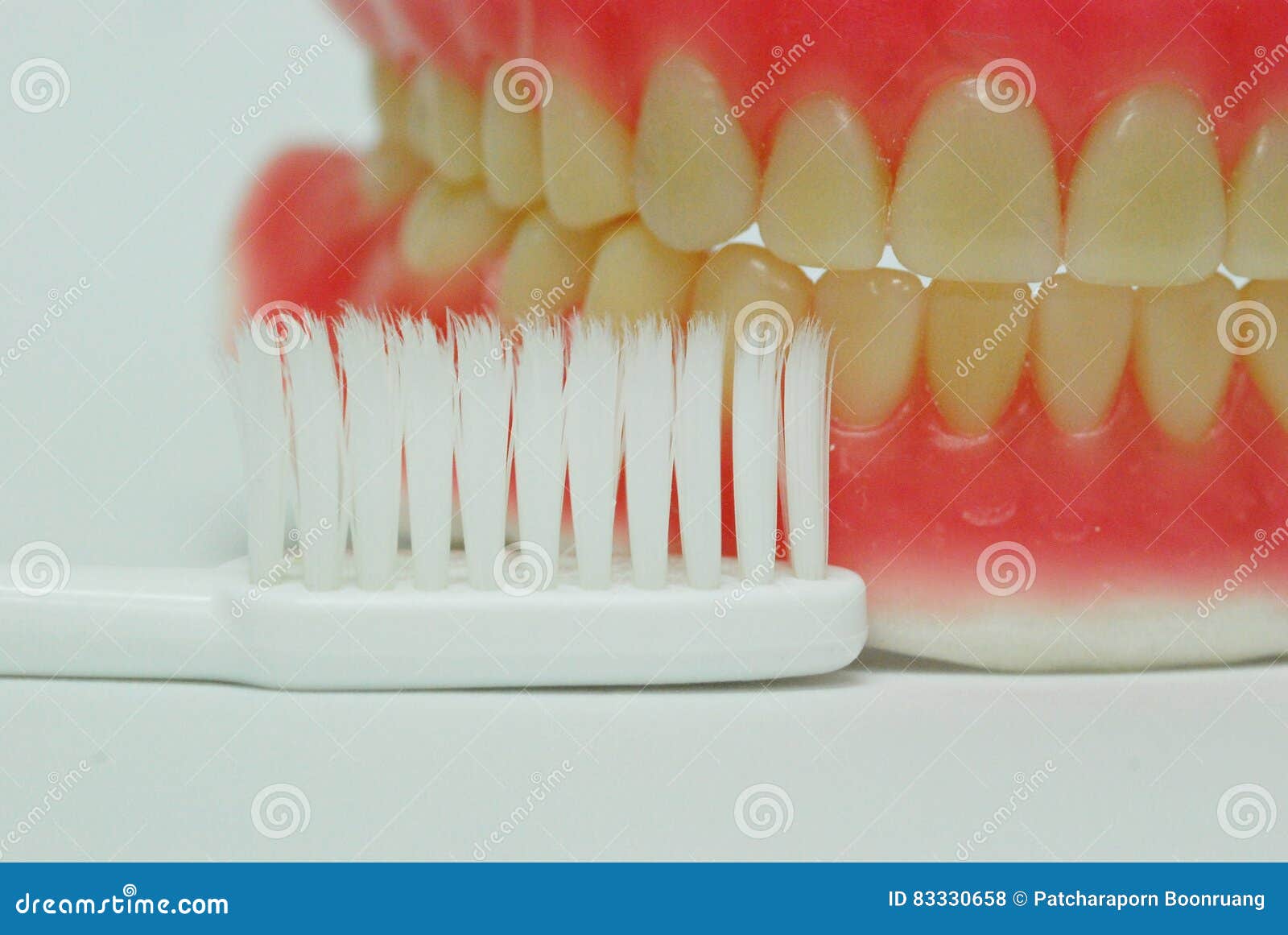 Denture, Teeth Model with Toothbrush Stock Photo - Image of medicine ...