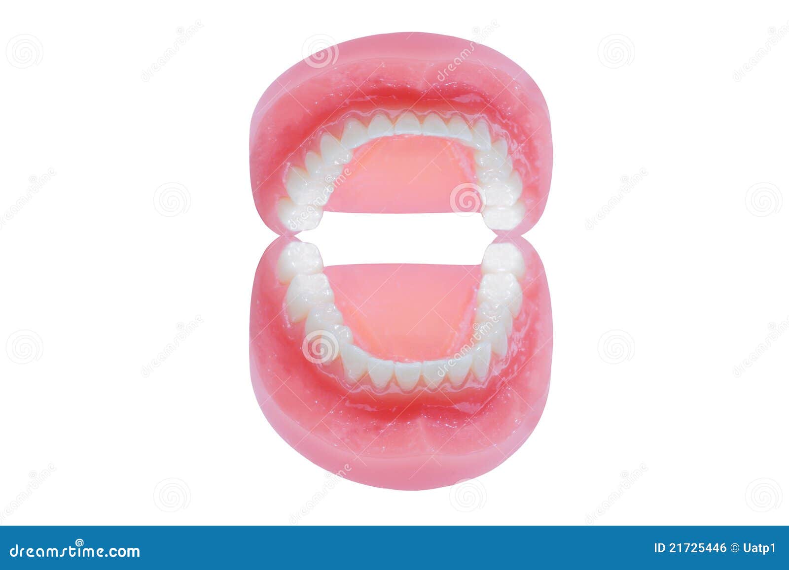 Dentures stock photo. Image of tooth, dentures, teeth - 21725446