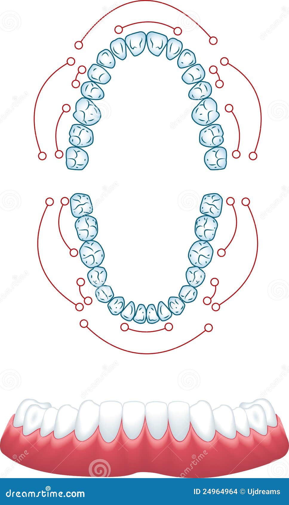 Dentures Royalty-Free Cartoon | CartoonDealer.com #24964964