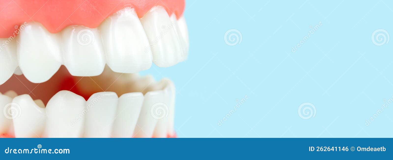 Complete Denture Stock Image | CartoonDealer.com #13610227