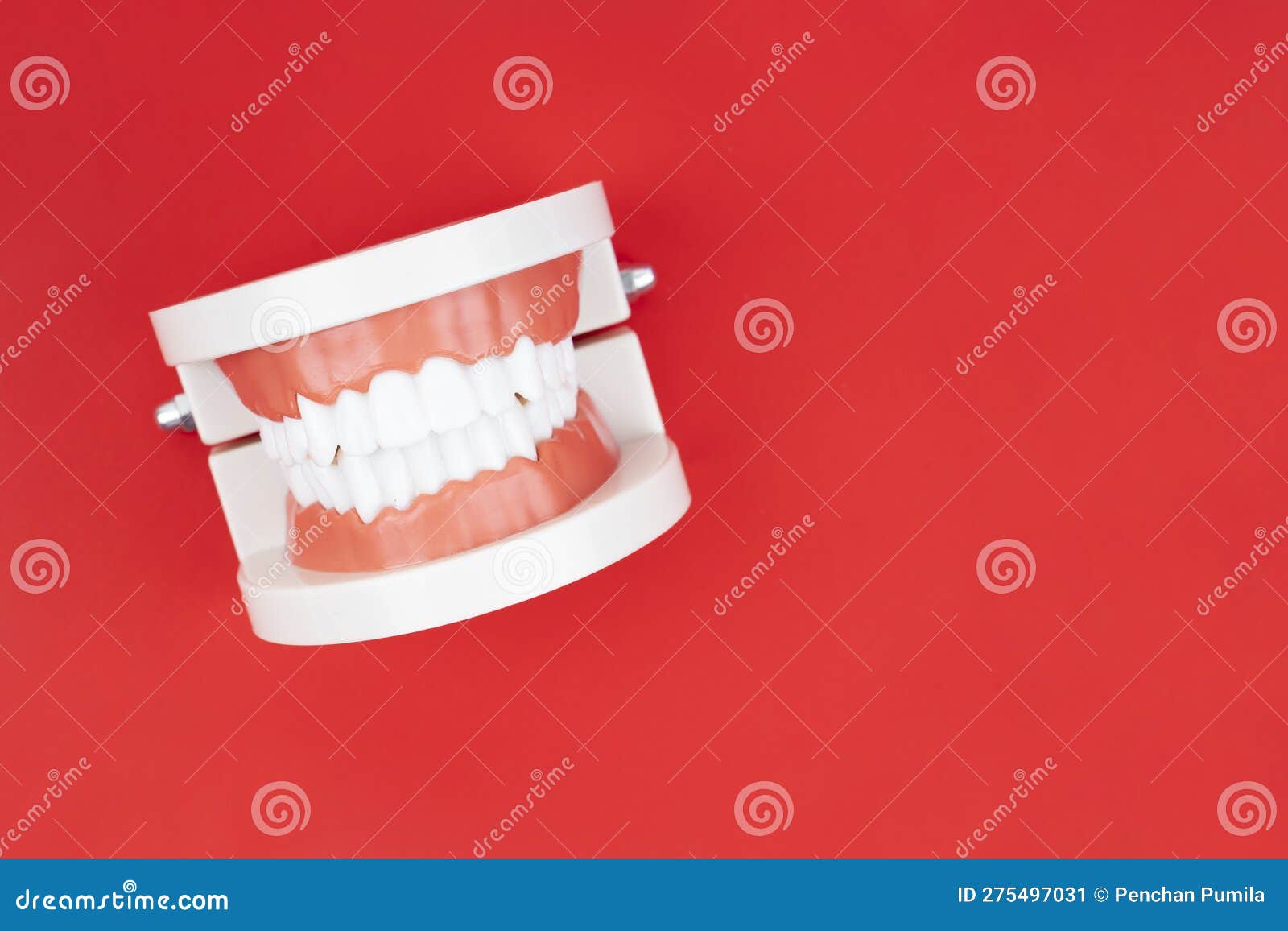 The Dentures Model for Studying Oral Hygiene on Red Color Background ...