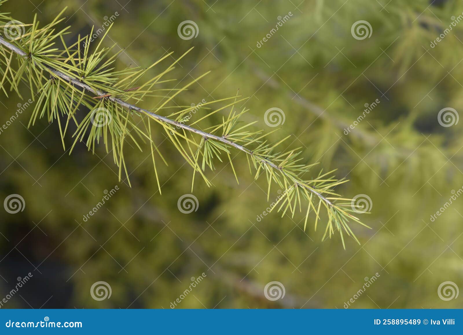 Deodar cedar stock image. Image of leaf, branch, garden - 258895489