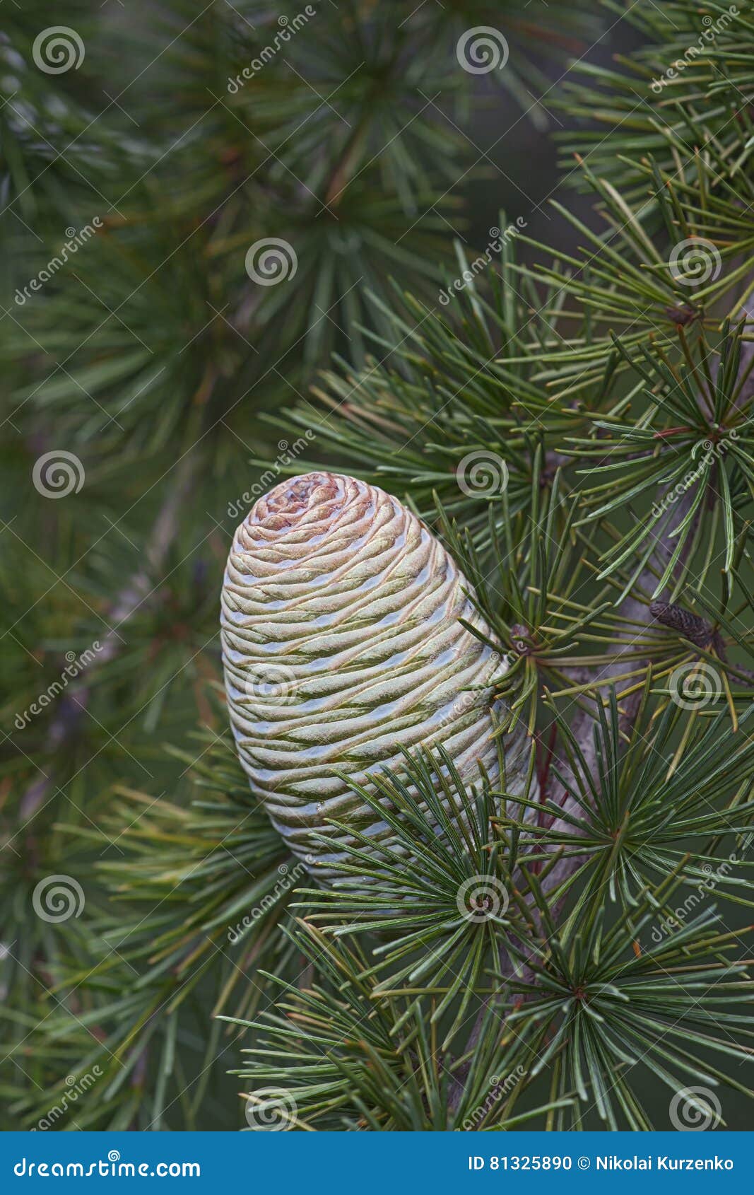 Deodar cedar cone stock photo. Image of conifer, needles - 81325890