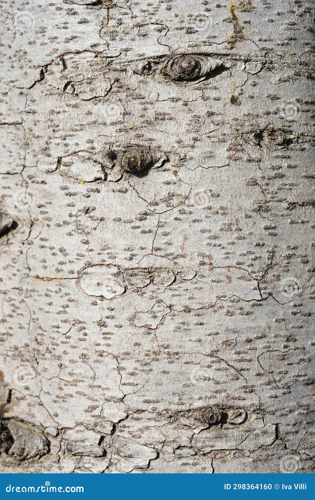 Deodar cedar stock photo. Image of autumn, trunk, cedrus - 298364160
