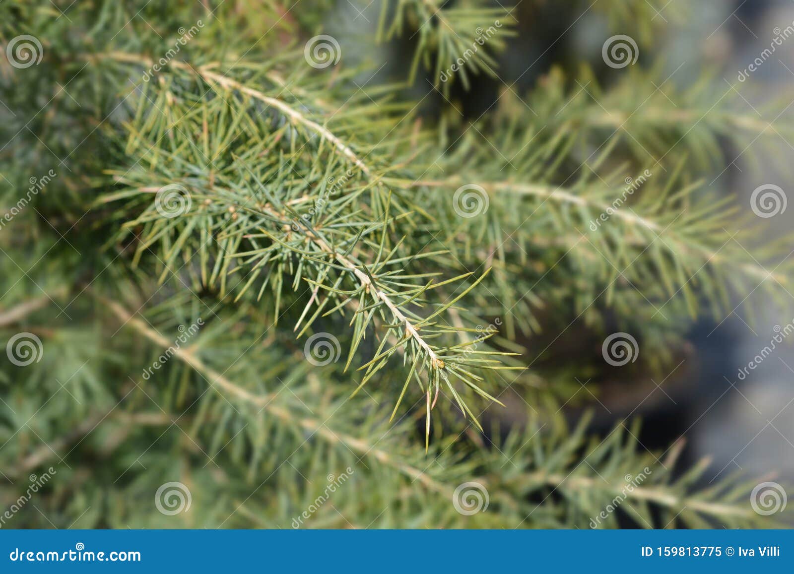 Deodar cedar stock image. Image of deodara, branch, close - 159813775