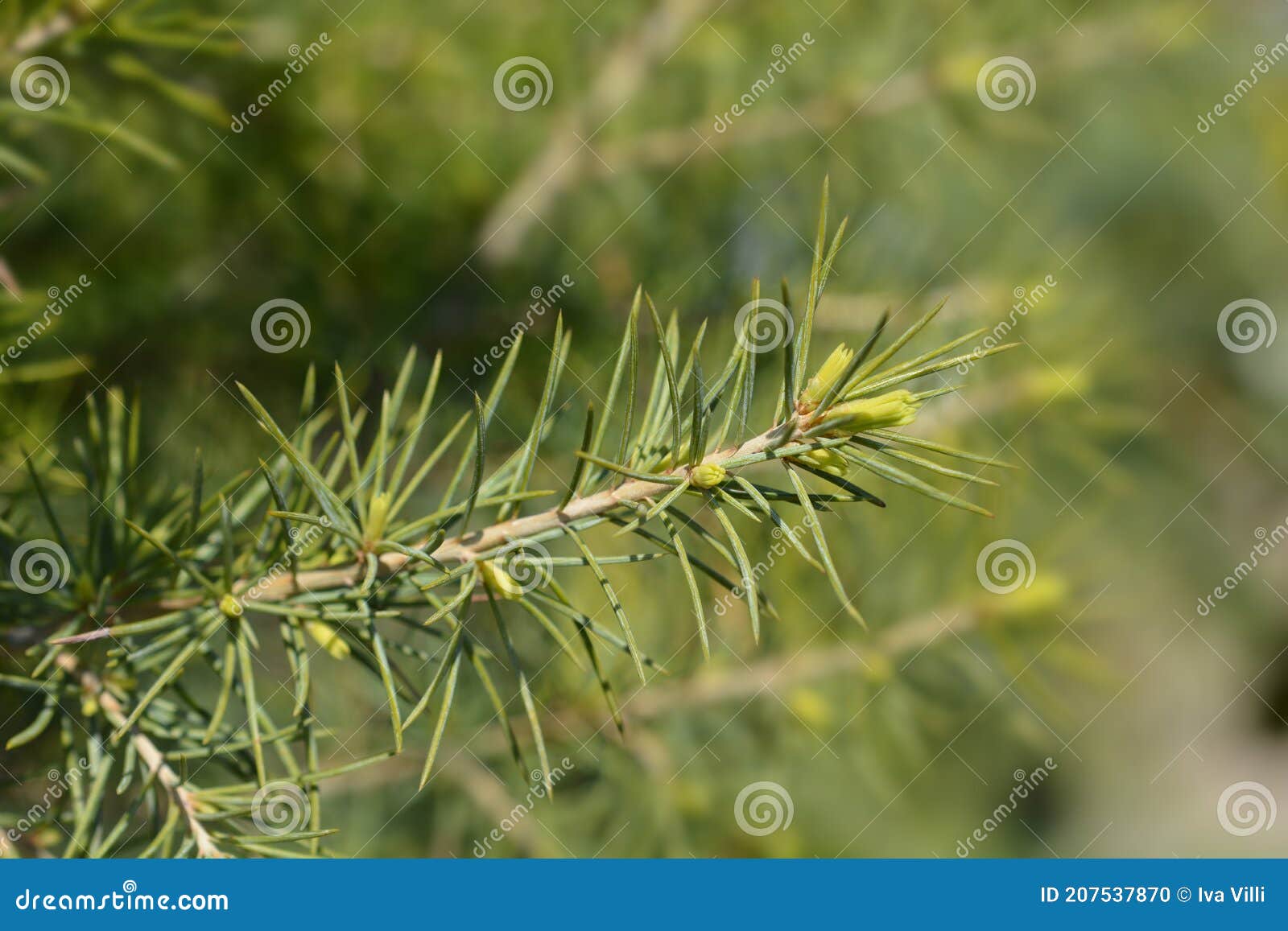 Deodar cedar stock photo. Image of cedrus, plant, close - 207537870