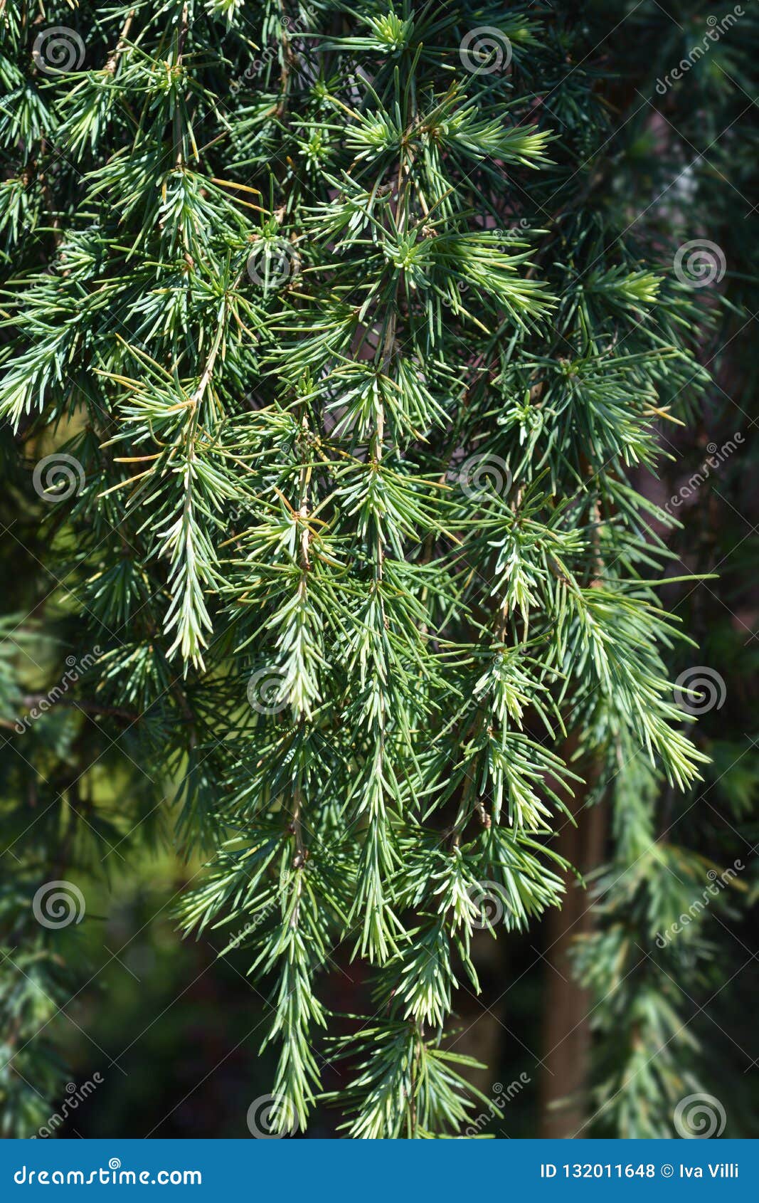Deodar Cedar Tree With Cones Royalty-Free Stock Image | CartoonDealer ...