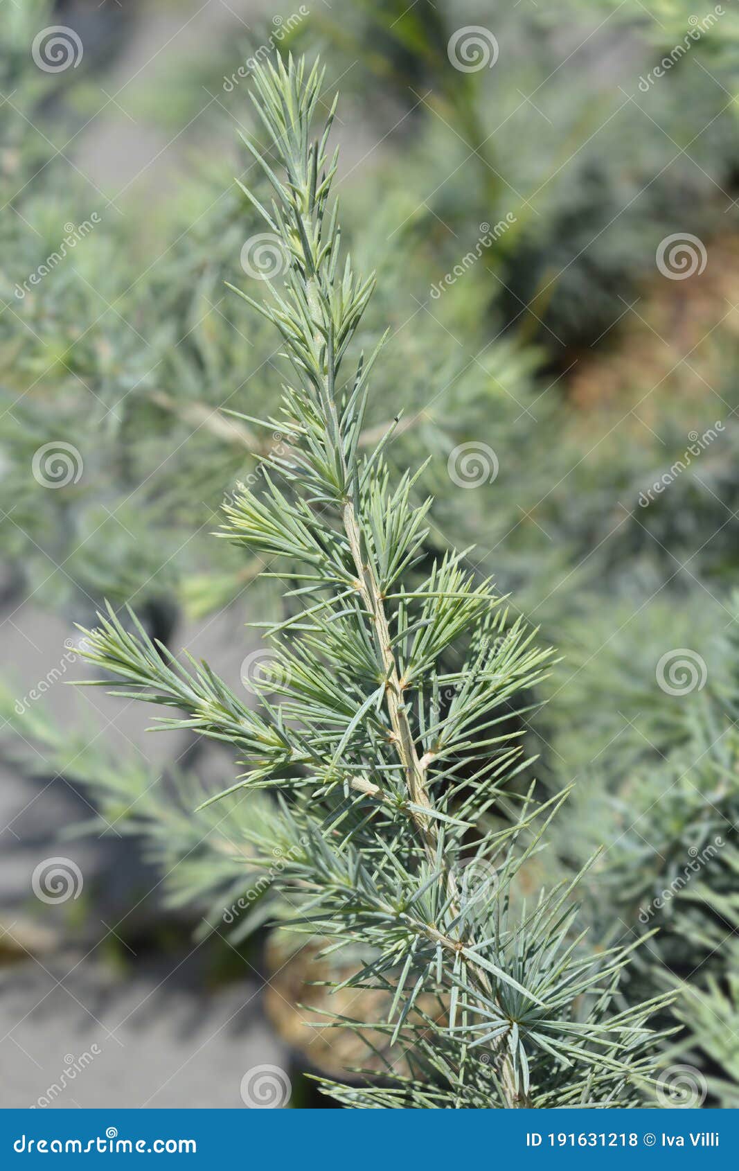 Deodar cedar Mr. Blue stock photo. Image of nature, cedrus - 191631218