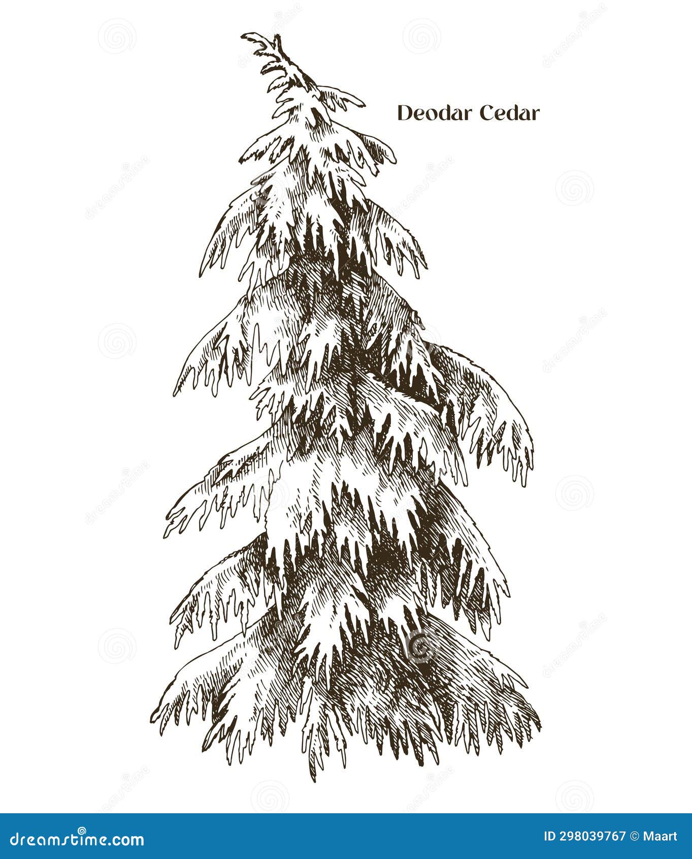 Himalayan Cedar (Cedrus Deodara) - Himalayan Region Royalty-Free Stock ...
