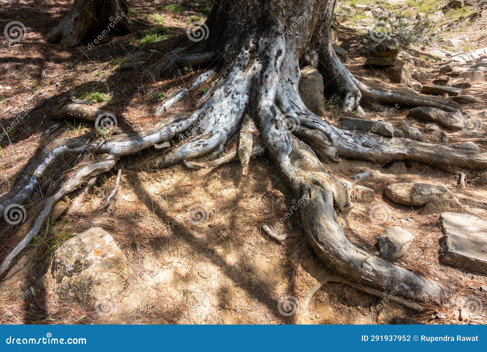 Deodar Cedar Tree Root Spreading Across Himachal Pradesh Forest Floor ...