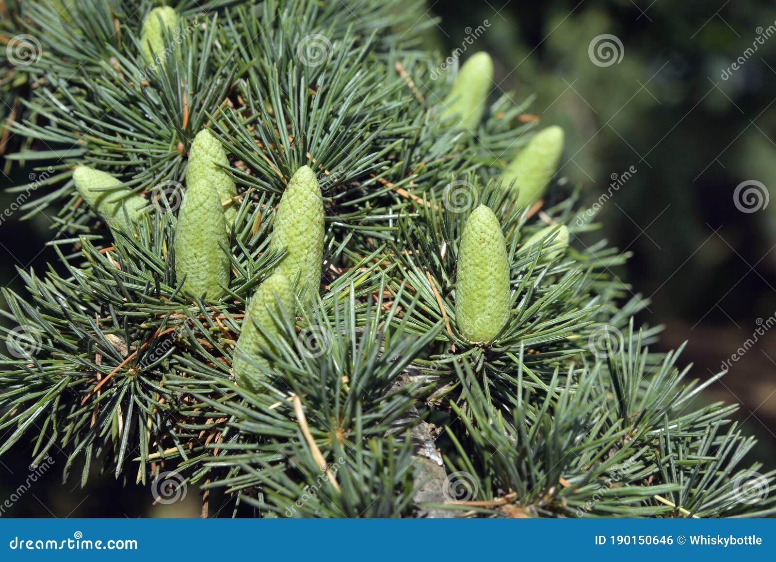 Deodar stock photo. Image of deodara, summer, horizontal - 190150646
