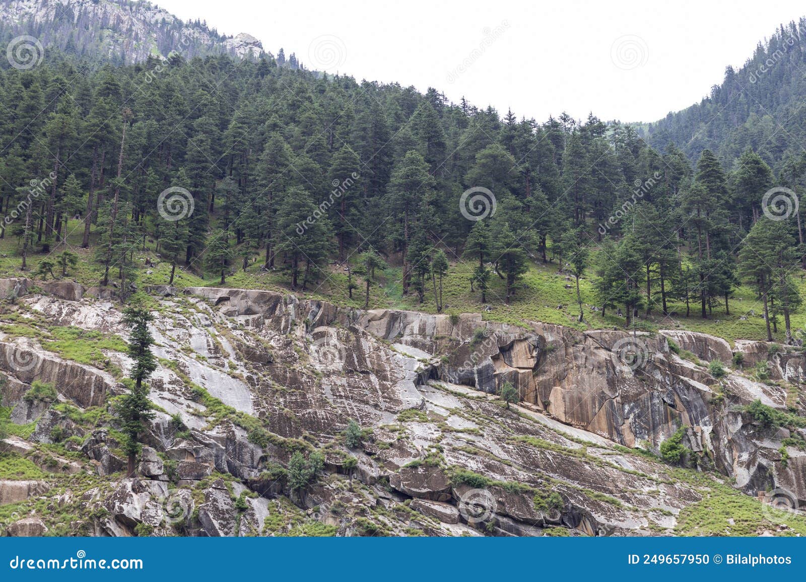 Deodar Forest in the Mountains of Kumrat Valley Stock Photo - Image of ...