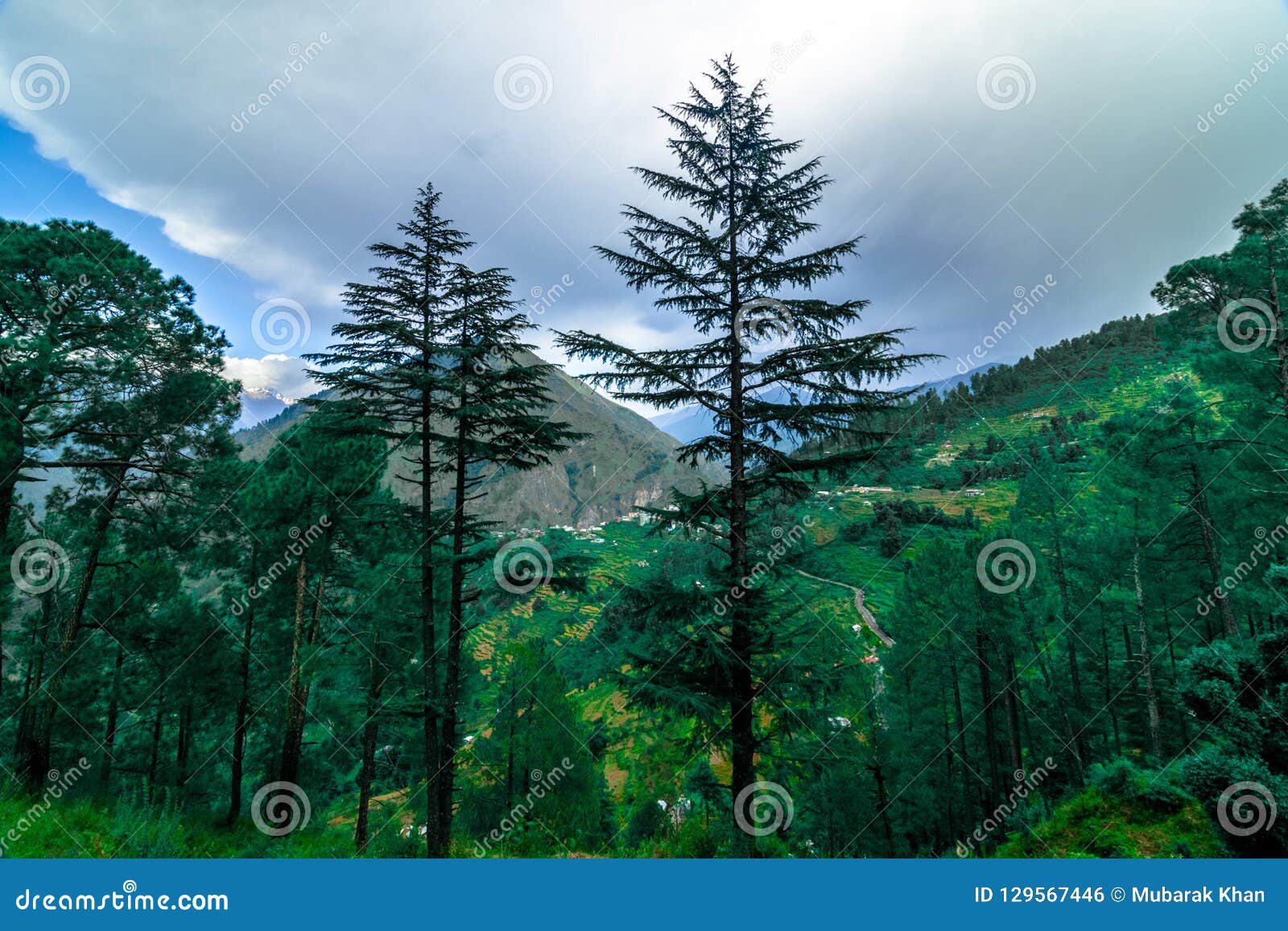 Deodar Tree in Mountains stock photo. Image of tree - 129567446
