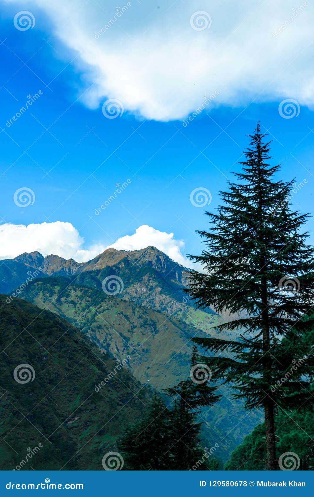 Deodar Tree in Mountains stock photo. Image of beginner - 129580678