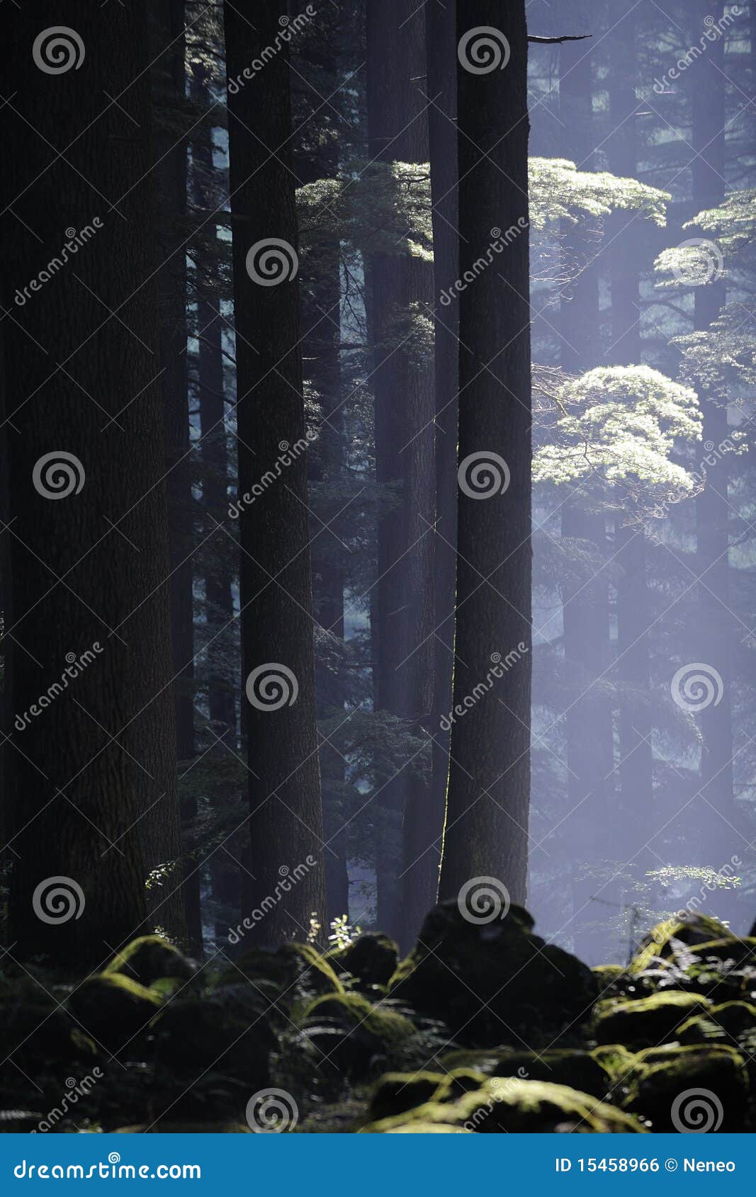 Deodara trees stock photo. Image of deodara, conifer - 15458966