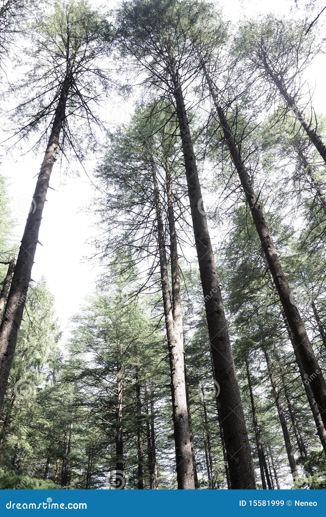 Deodara trees stock image. Image of coniferous, park - 15581999