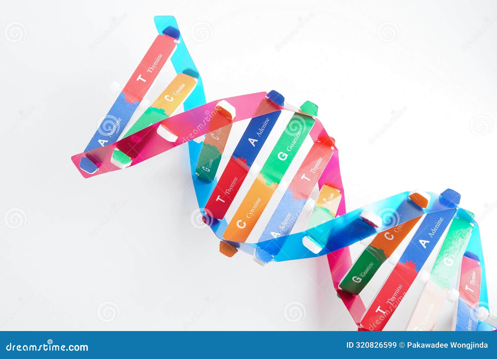 Deoxyribonucleic Acid or DNA, Double Helix Chains Structure Formed by ...