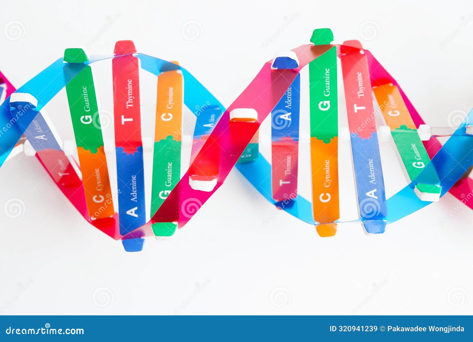 Deoxyribonucleic Acid or DNA, Double Helix Chains Structure Formed by ...