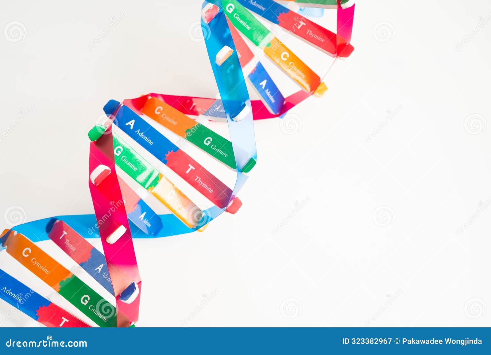 Deoxyribonucleic Acid or DNA, Double Helix Chains Structure Formed by ...