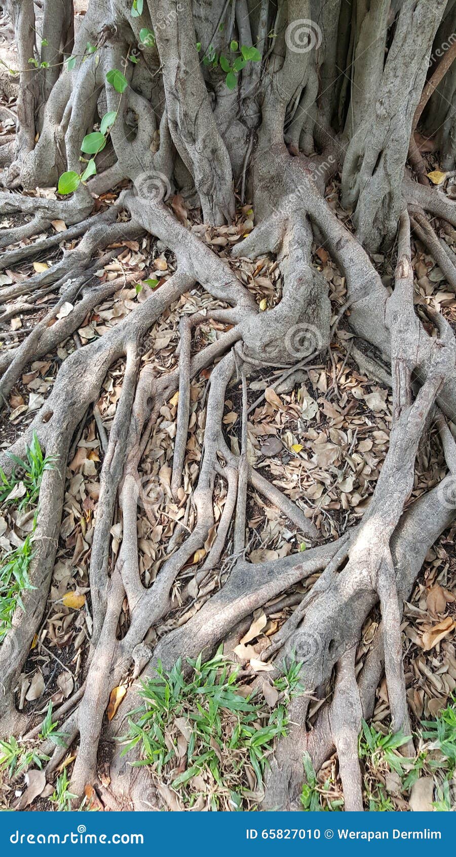 Depending stock photo. Image of depending, strong, tree - 65827010