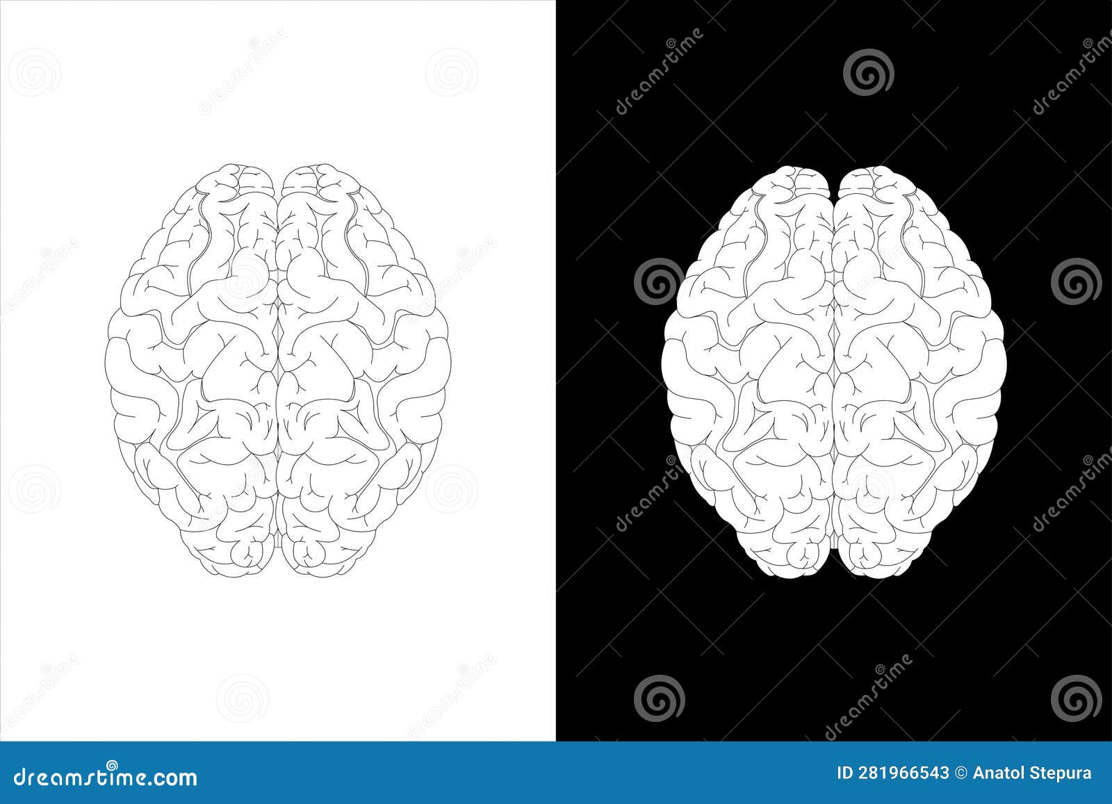 Human Brain On White Background And Black Background Cartoon Vector ...
