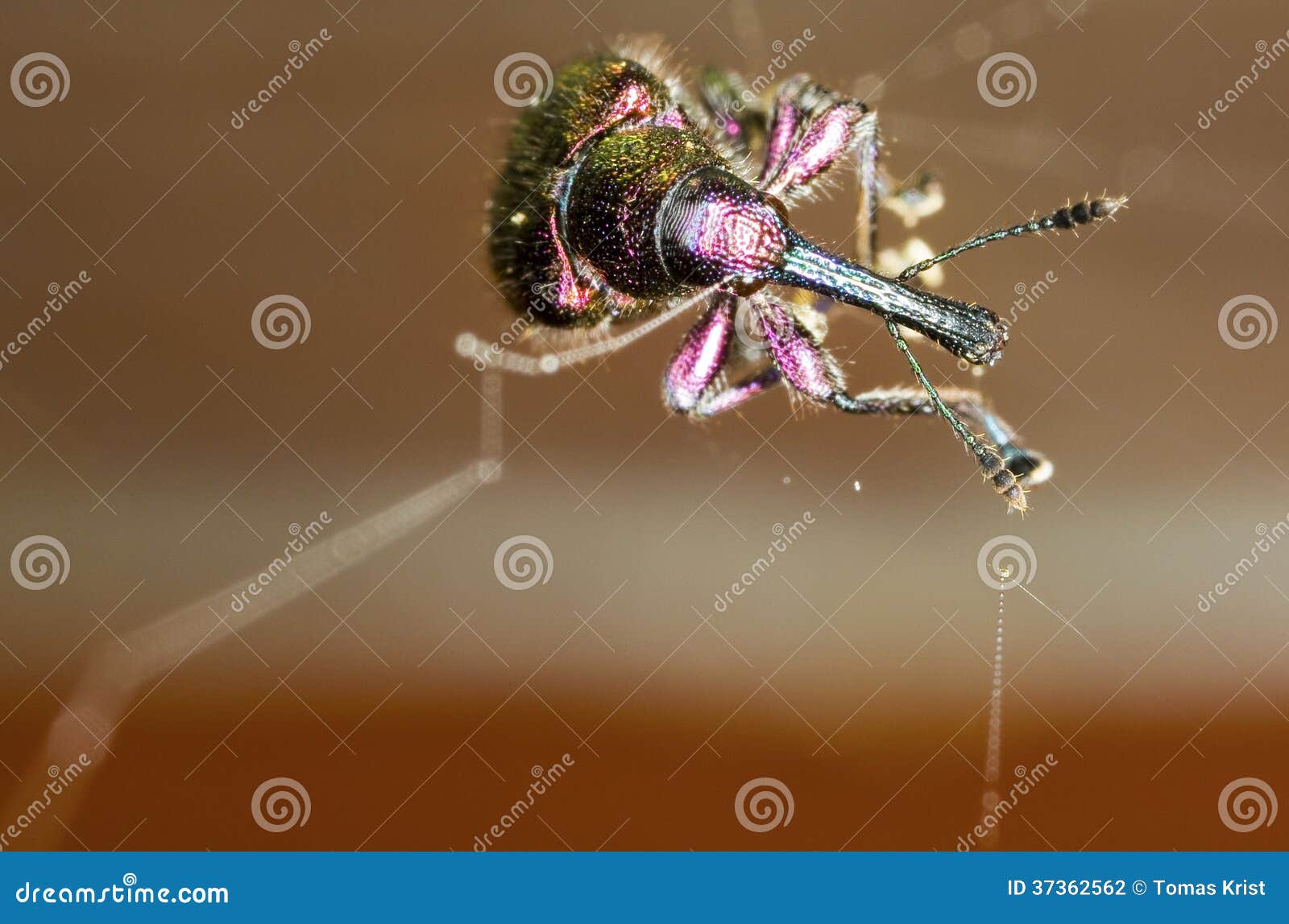 Deporaus betulae weevil stock photo. Image of insect - 37362562