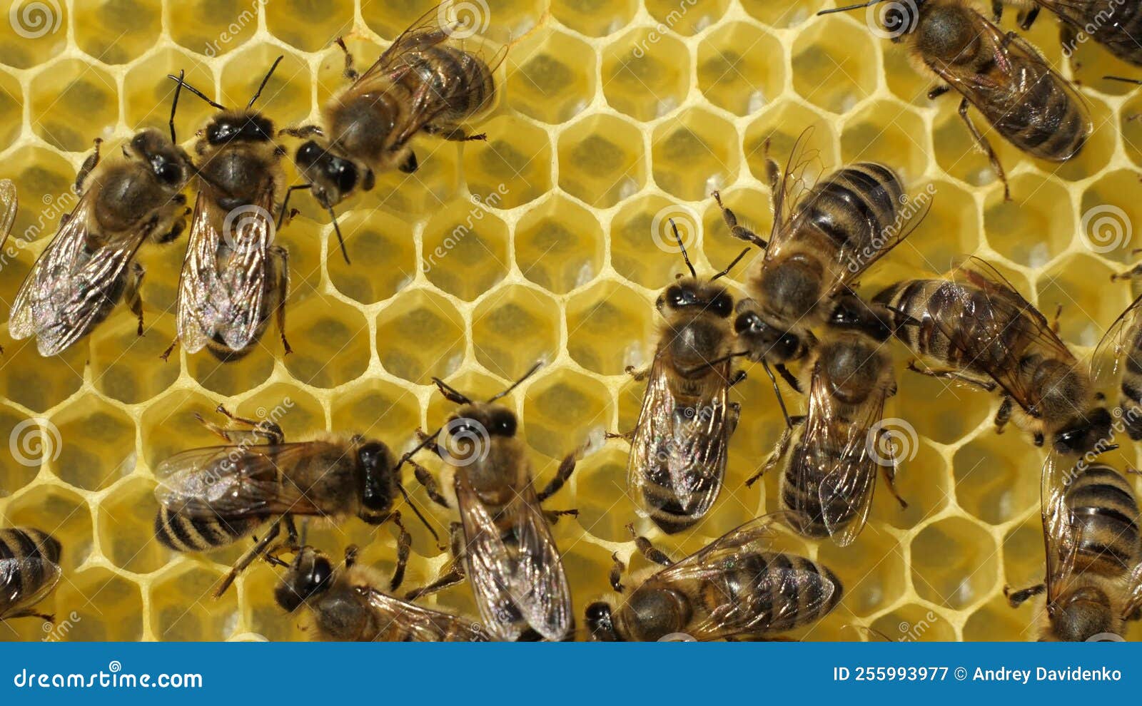 Bees Complete Work on Creating Honeycombs. Stock Video - Video of legs ...