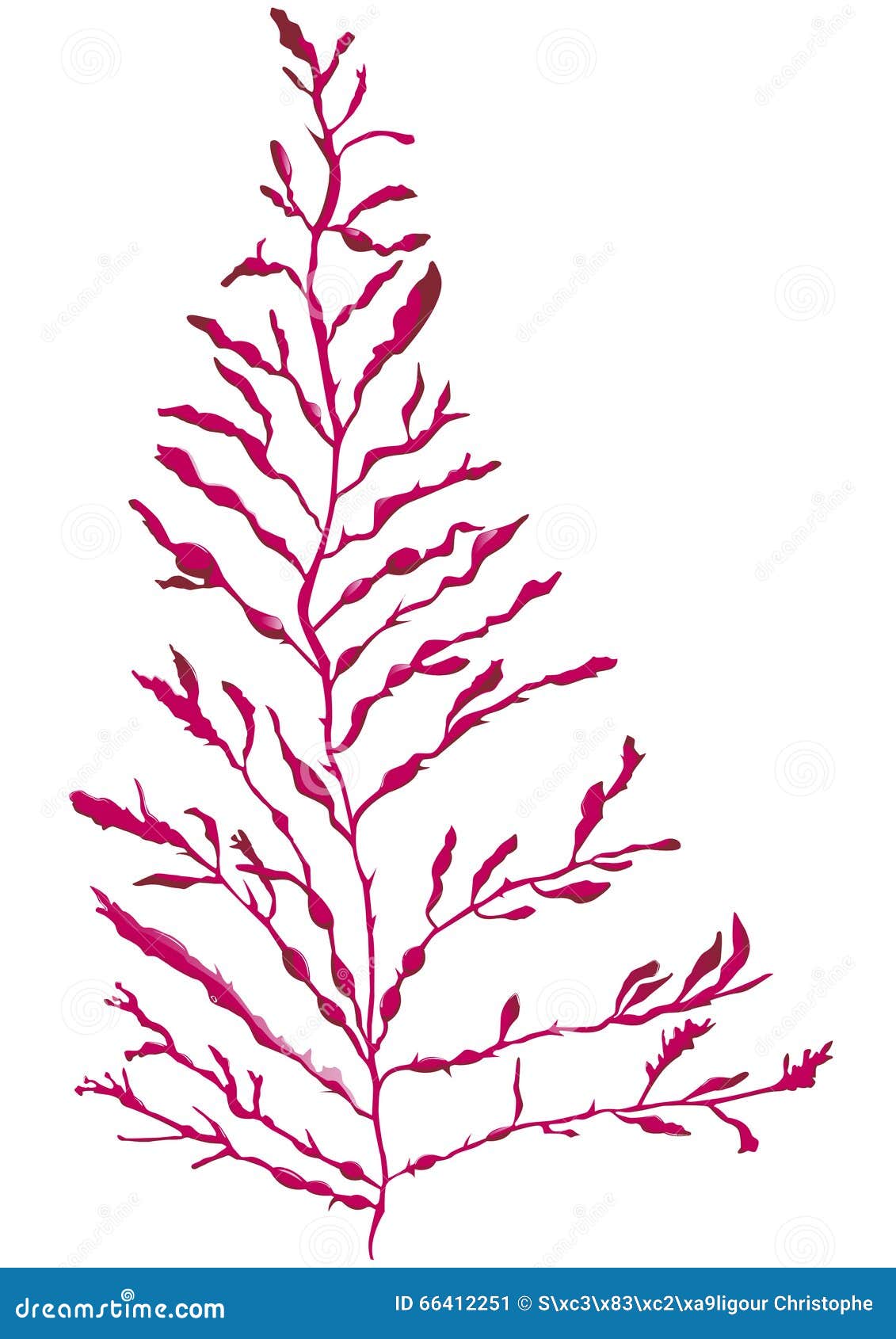 Pepper Dulse, Red Algae Or Laurencia Pinnatifida Left. Oarweed Or ...