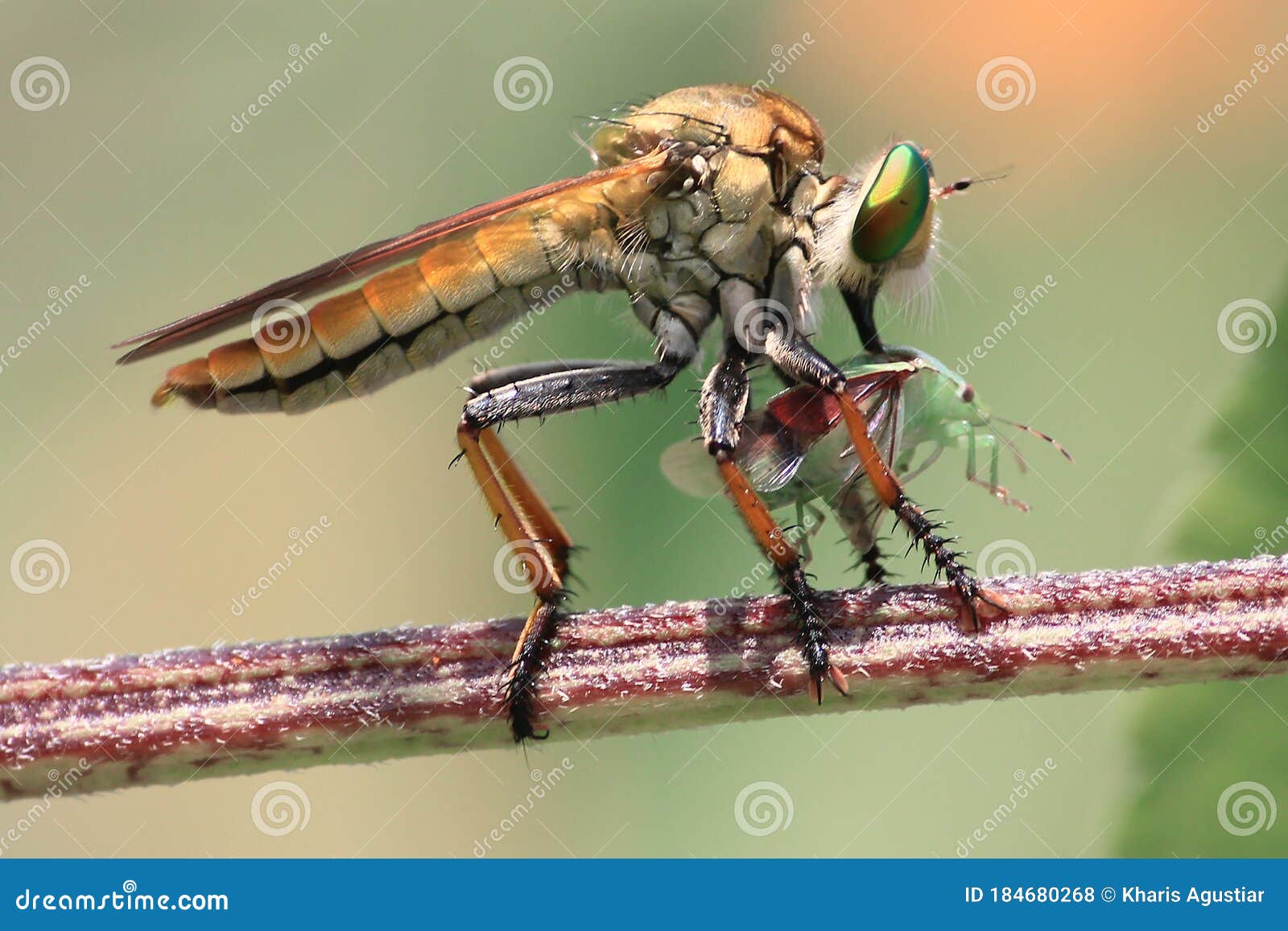 Depredador De Insectos Robberfly Comiendo Canibal Foto de archivo ...