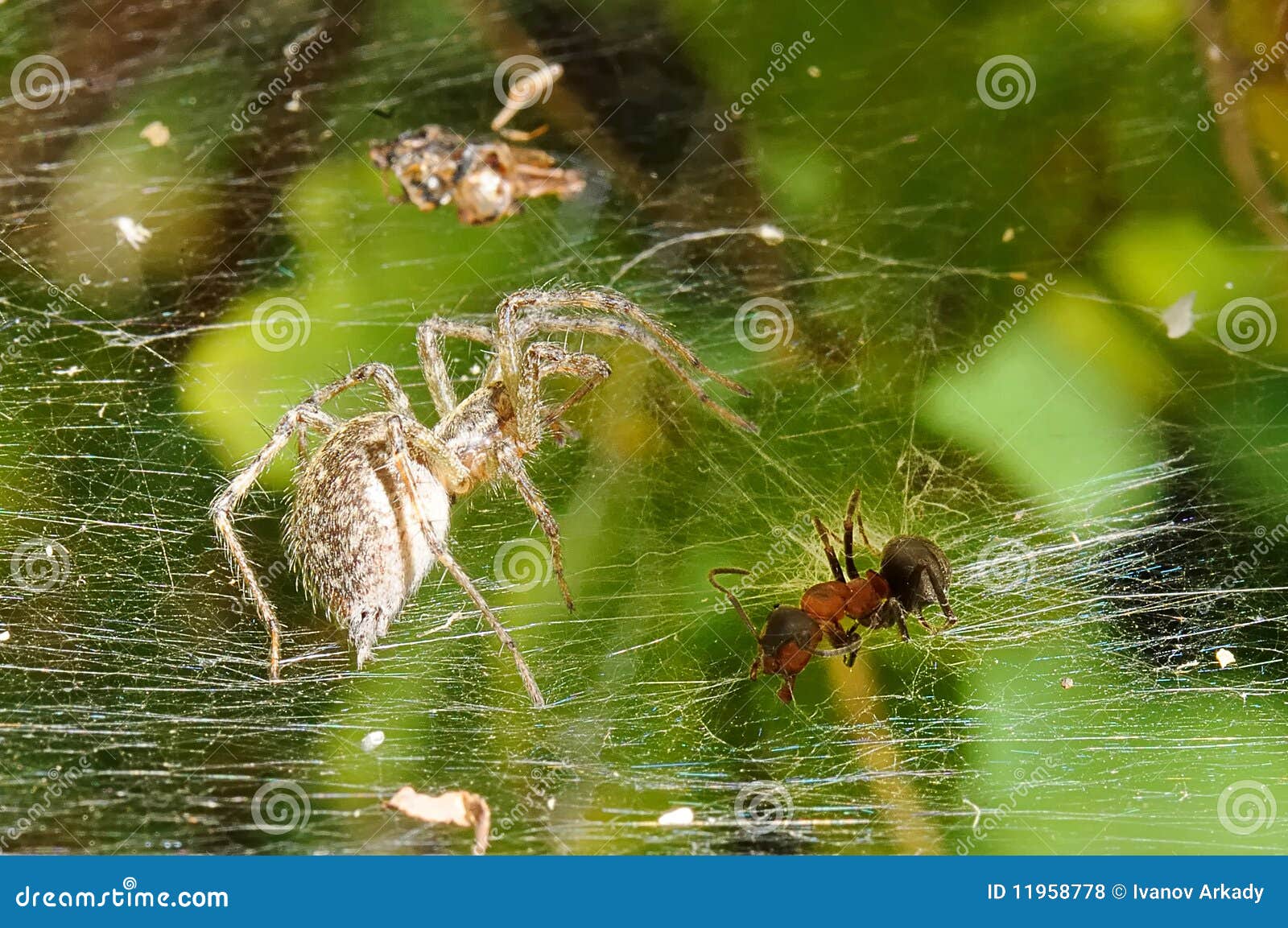 Depredadores y presa foto de archivo. Imagen de cierre - 11958778