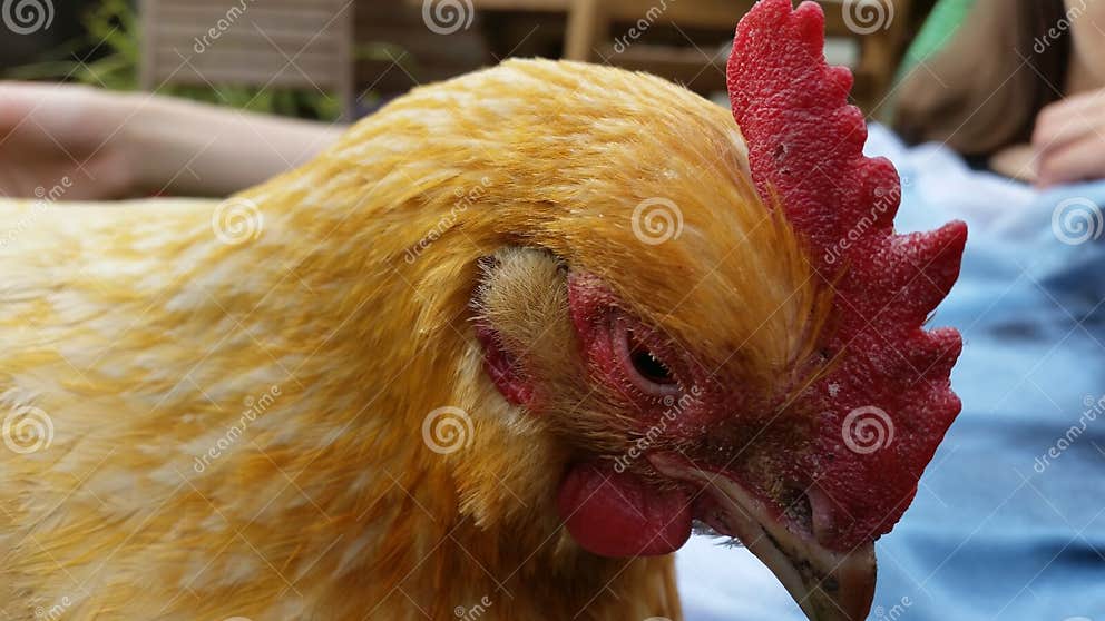 Depressed chicken stock photo. Image of farm, slaughtered - 48361272