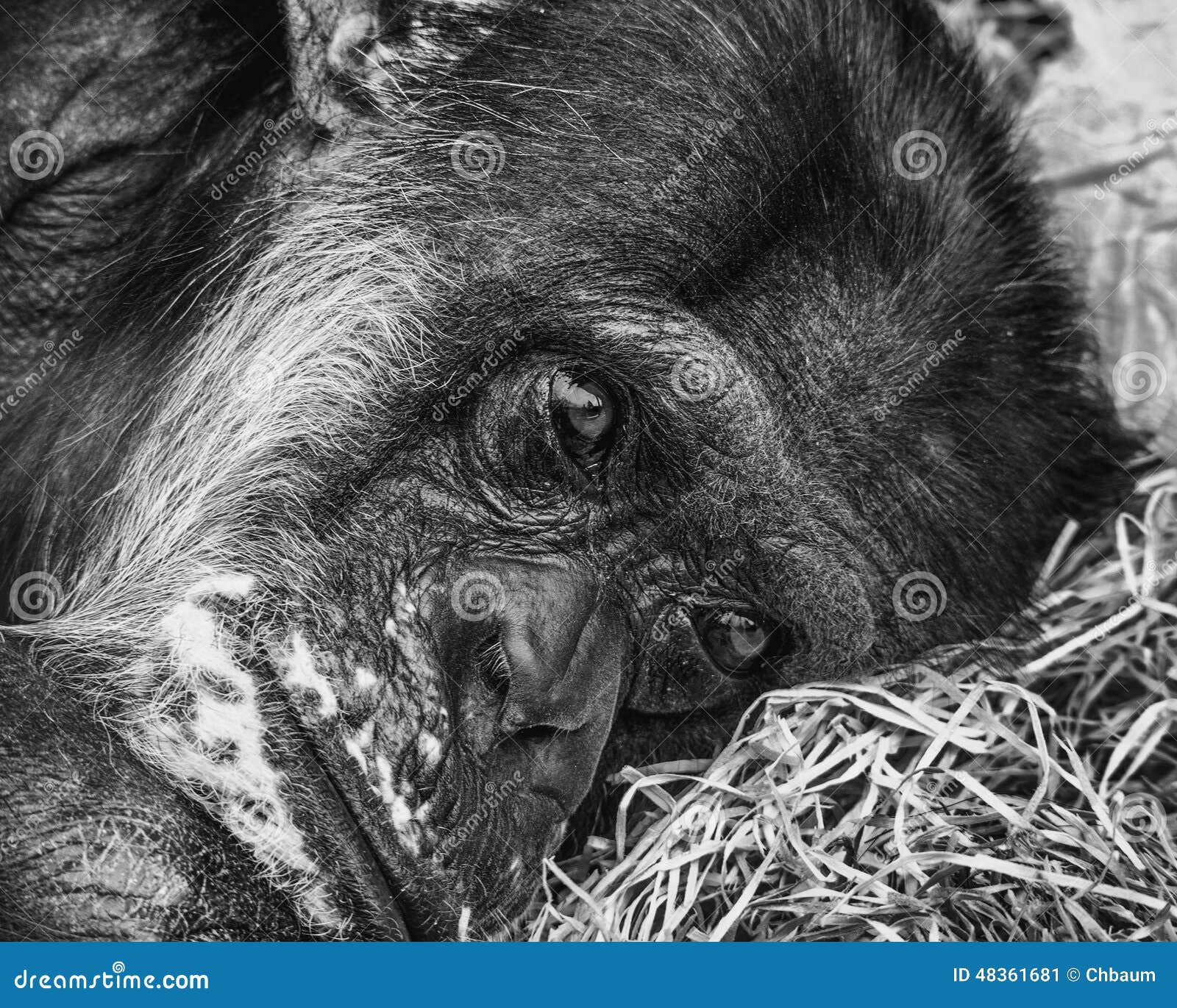 Depressed Chimpanzee stock image. Image of black, emotions - 48361681