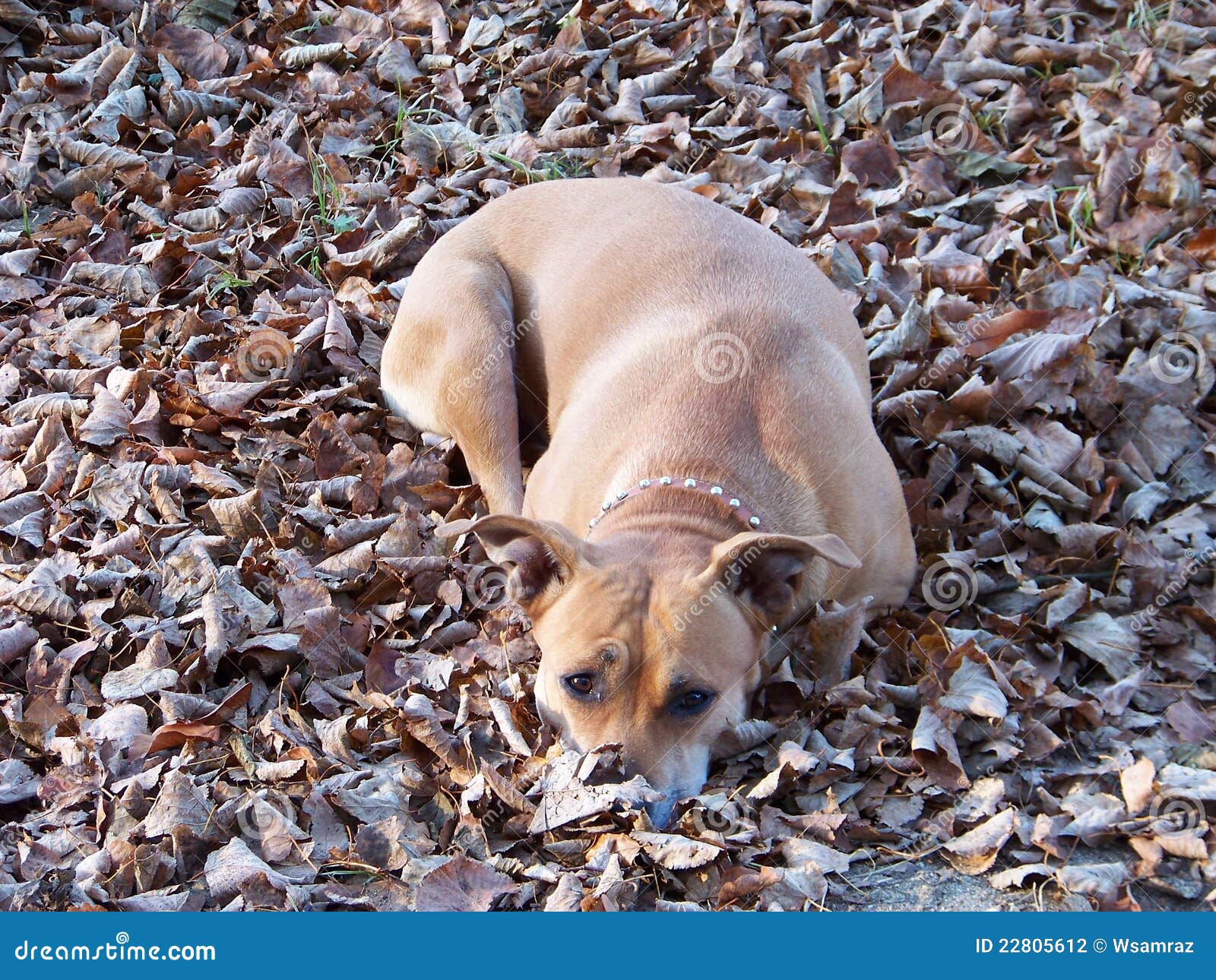 Depressed dog stock photo. Image of sick, leafs, cover - 22805612
