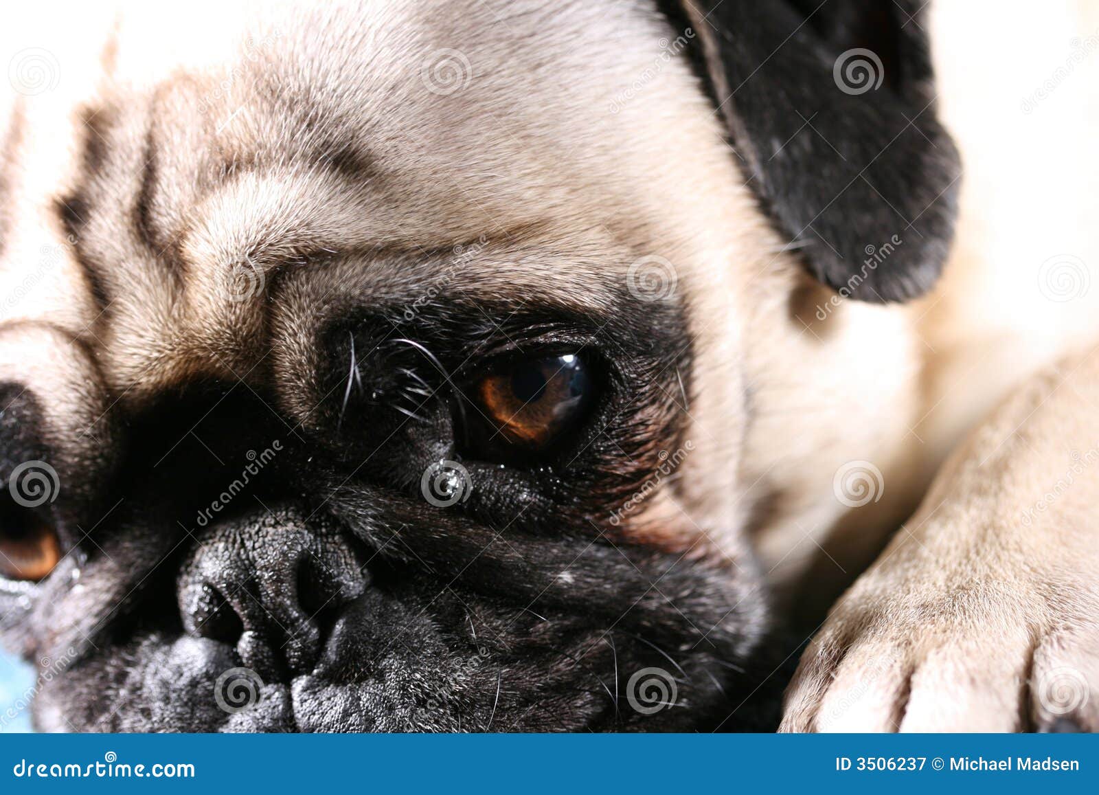 Depressed and Lost stock image. Image of eyes, domestic - 3506237