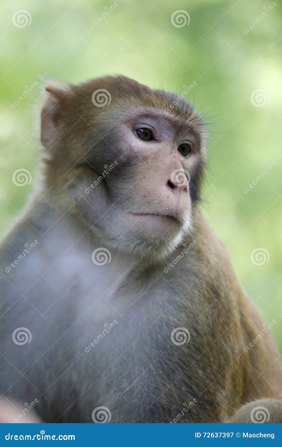 Depressed monkey stock image. Image of mammal, looking - 72637397