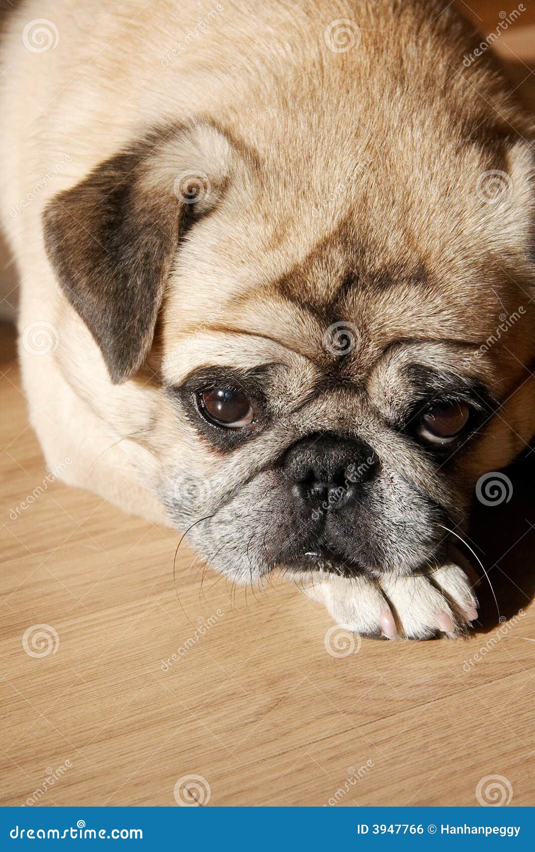 Depressed puppy dog stock photo. Image of dogs, bite, expression - 3947766