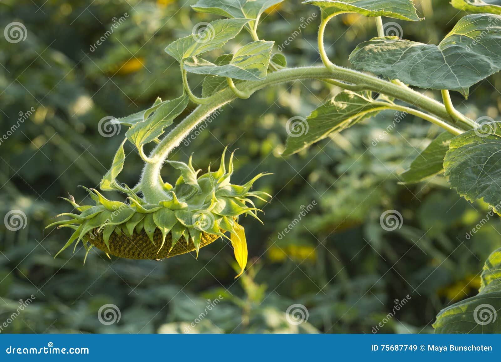 Depressed sunflower stock image. Image of flower, depression - 75687749