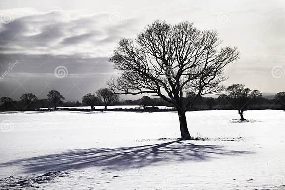 Depressed tree depression stock image. Image of midwinter - 13810169