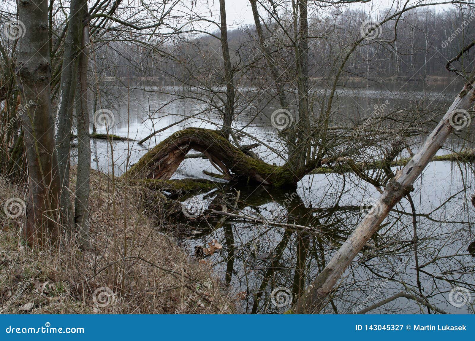 Depressed View of Drowned Tree in Lake Stock Image - Image of pond ...