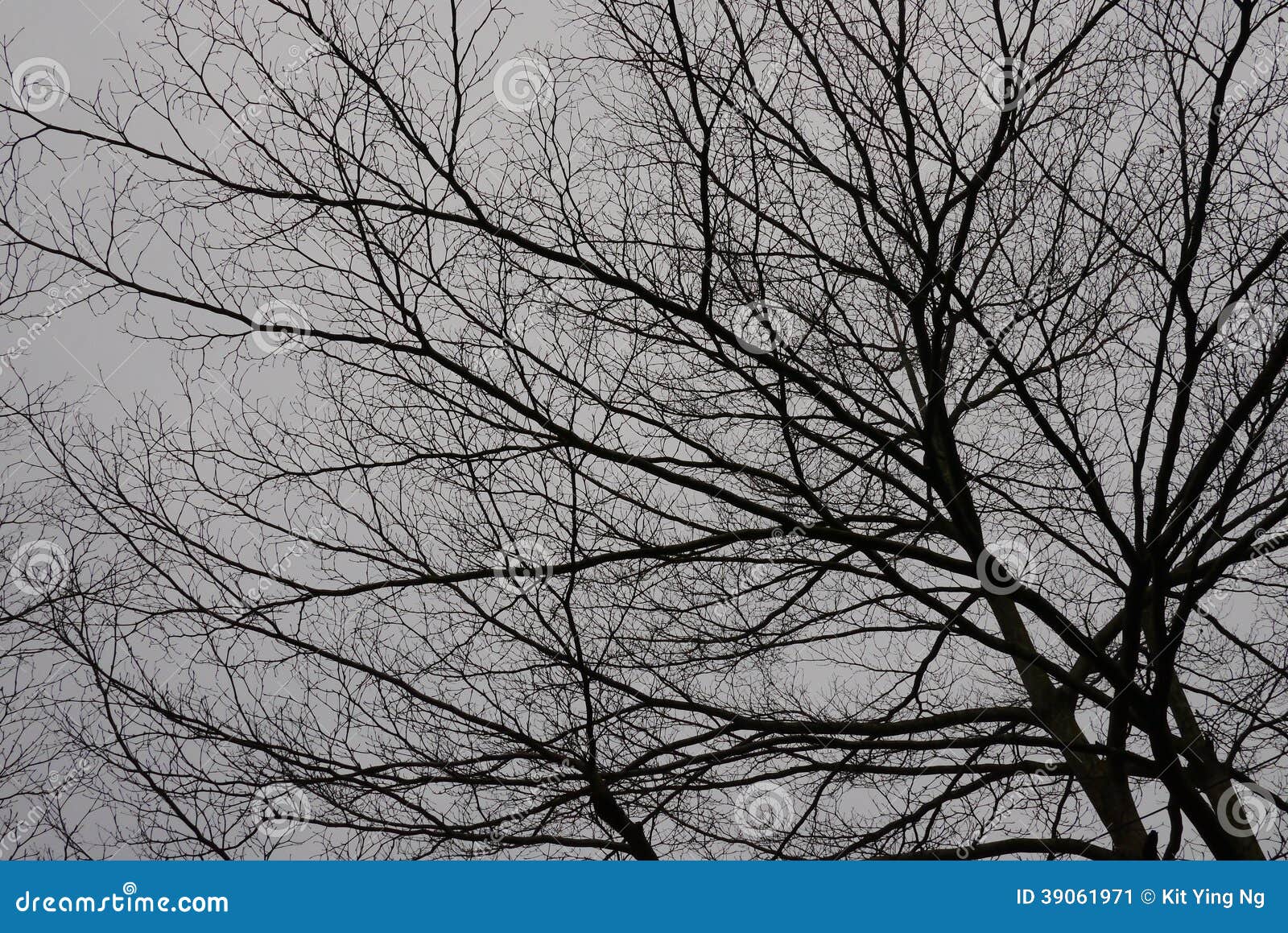 Depression shadow of tree stock image. Image of branch - 39061971