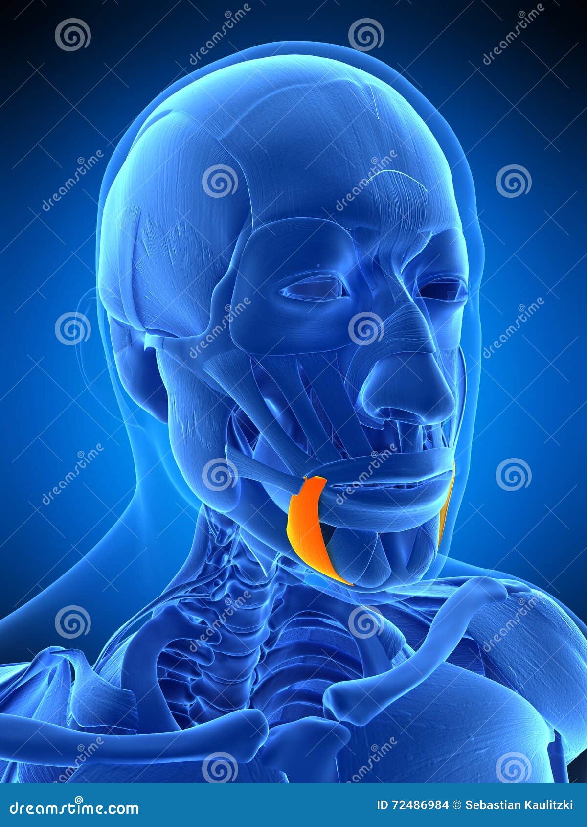 The depressor anguli oris stock illustration. Illustration of ...