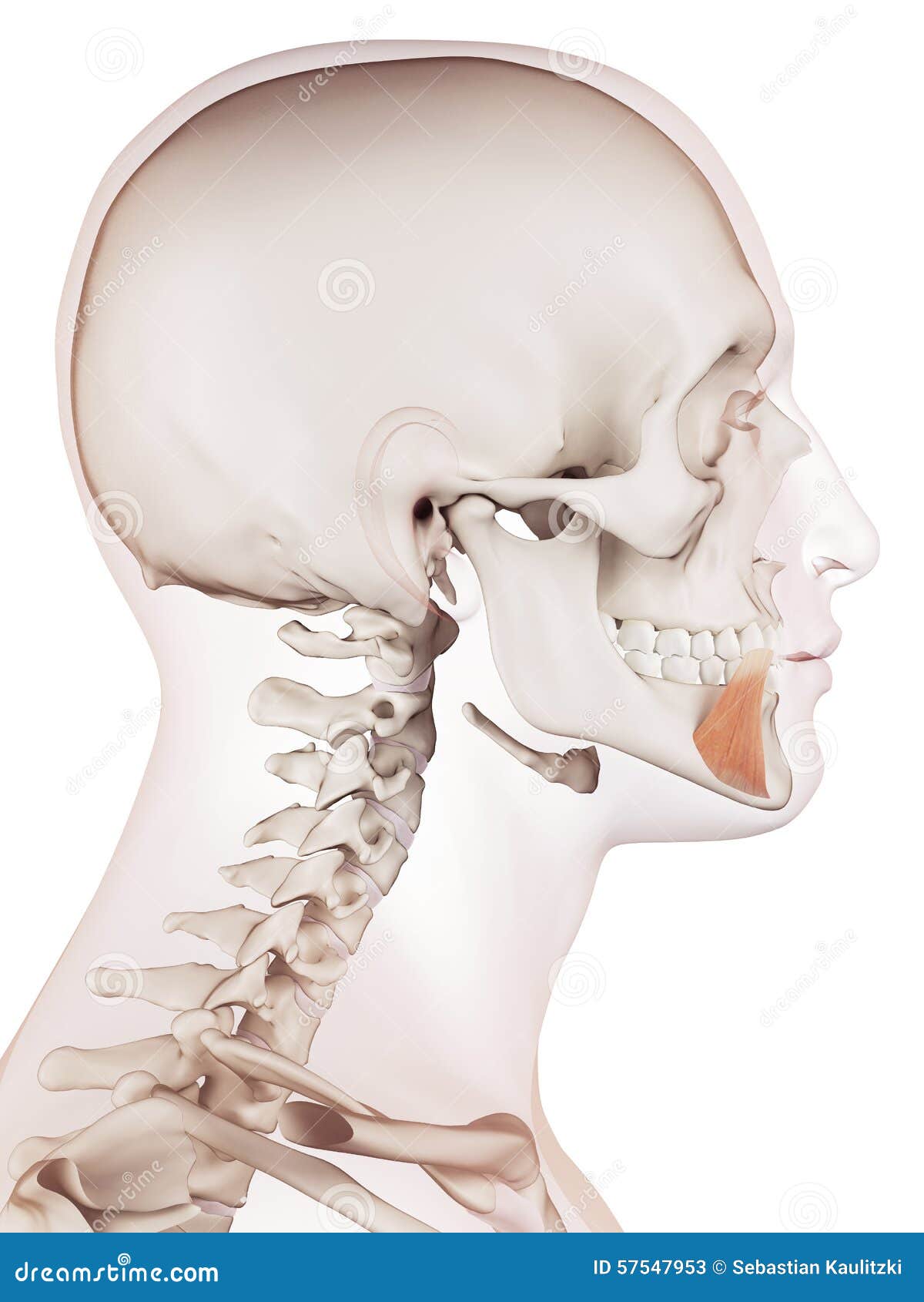 The depressor anguli oris stock illustration. Illustration of graphic ...