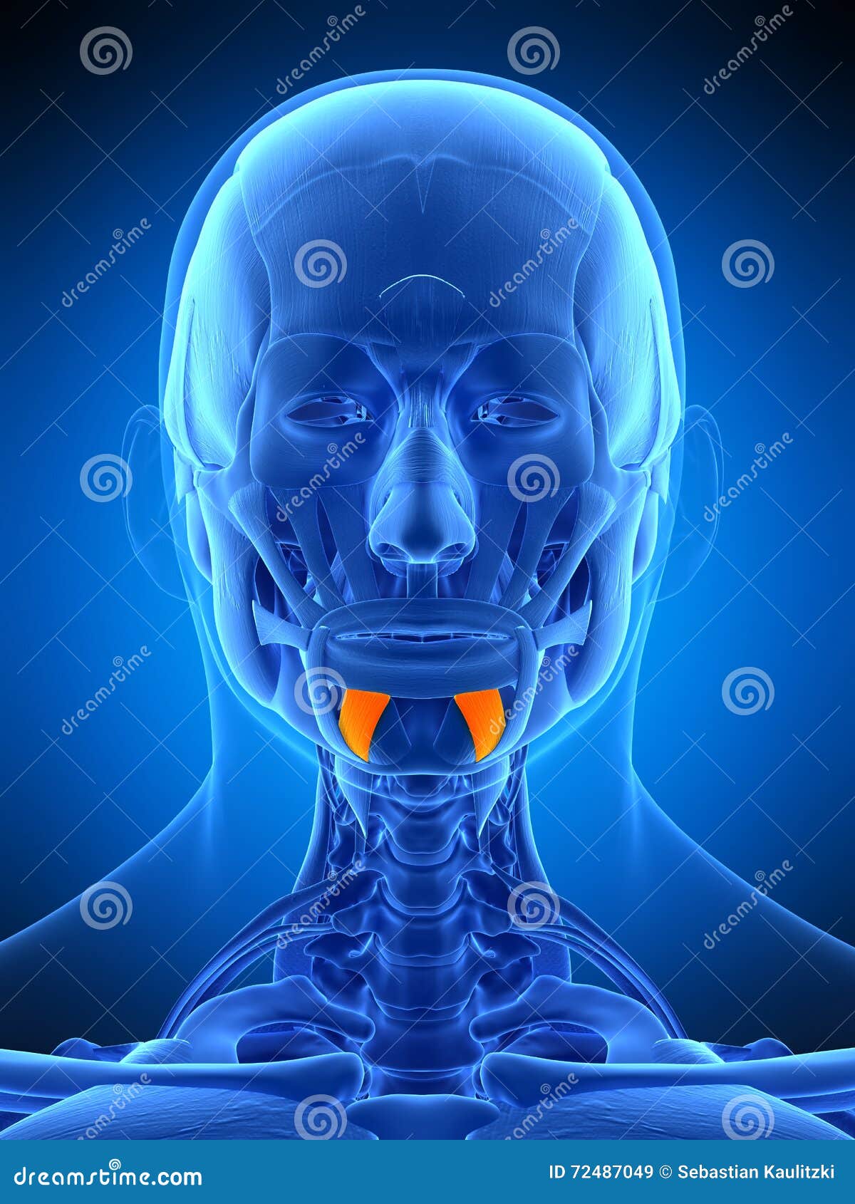 The Depressor Labii Inferioris Stock Illustration - Illustration of ...