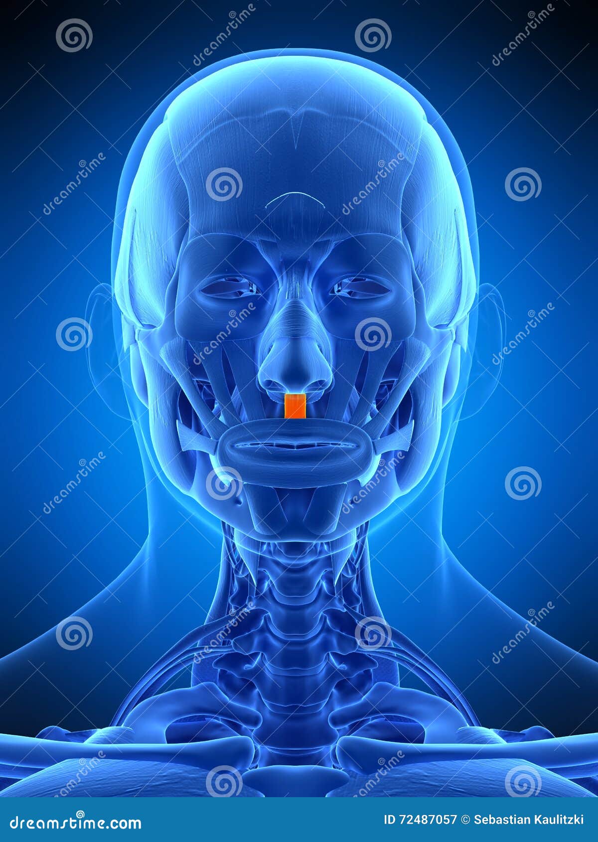 The depressor septi nasi stock illustration. Illustration of head ...