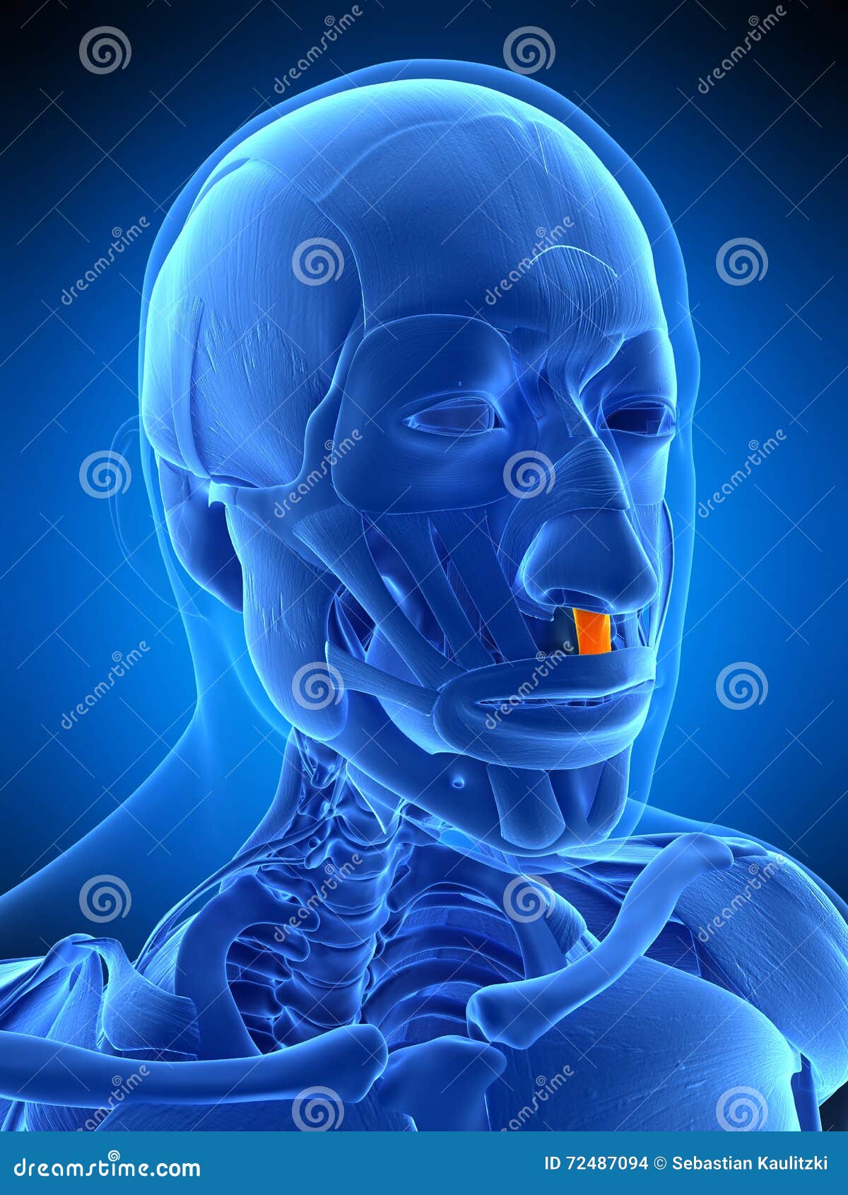 The depressor septi nasi stock illustration. Illustration of science ...