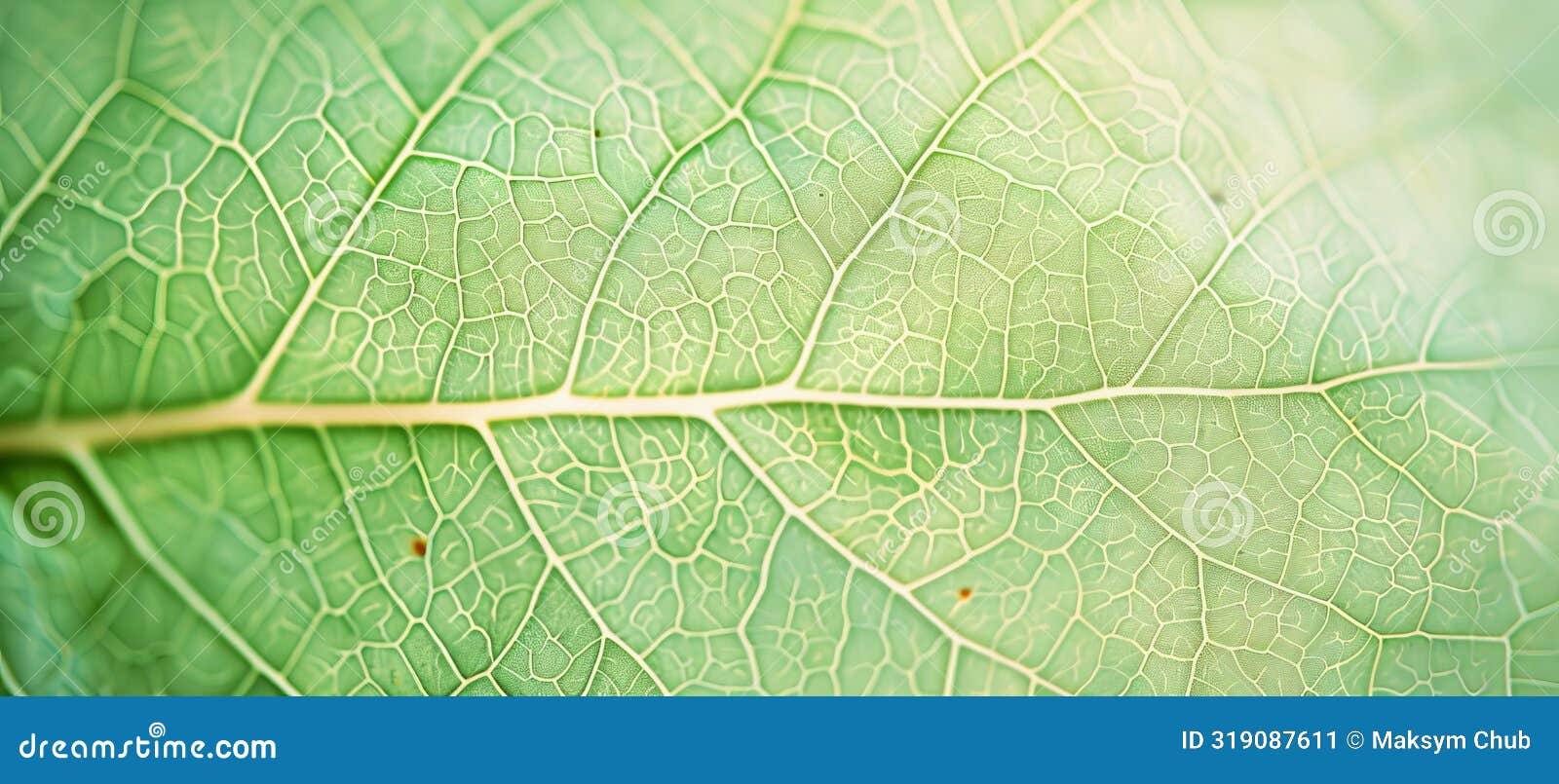 In Depth Analysis Of Leaf Texture Examining Veins, Spots, And Intricate ...