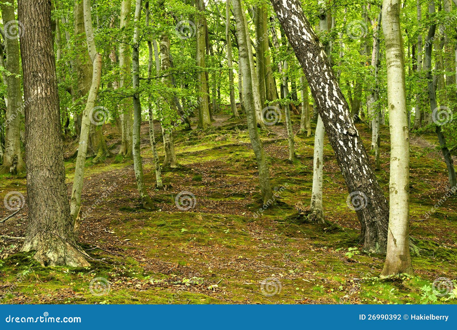 Depth of forest stock photo. Image of wood, green, branch - 26990392