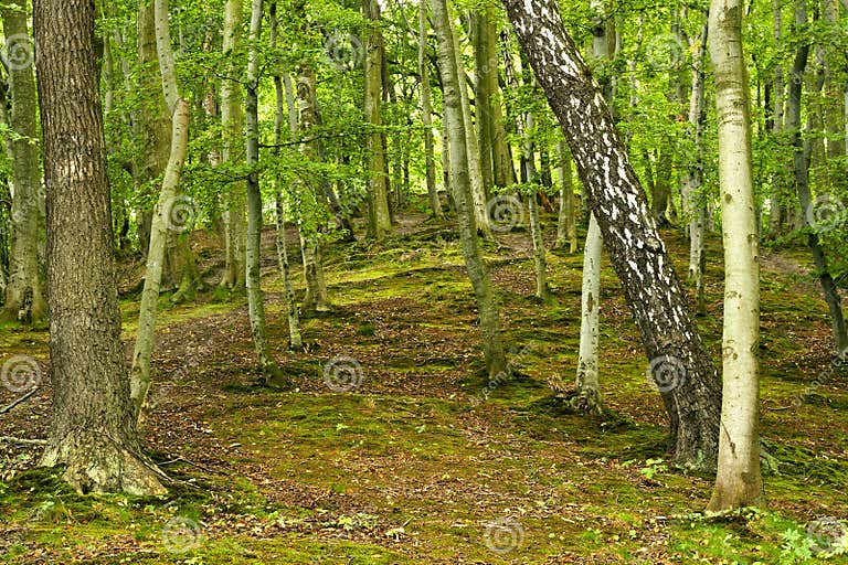 Depth of forest stock photo. Image of wood, green, branch - 26990392
