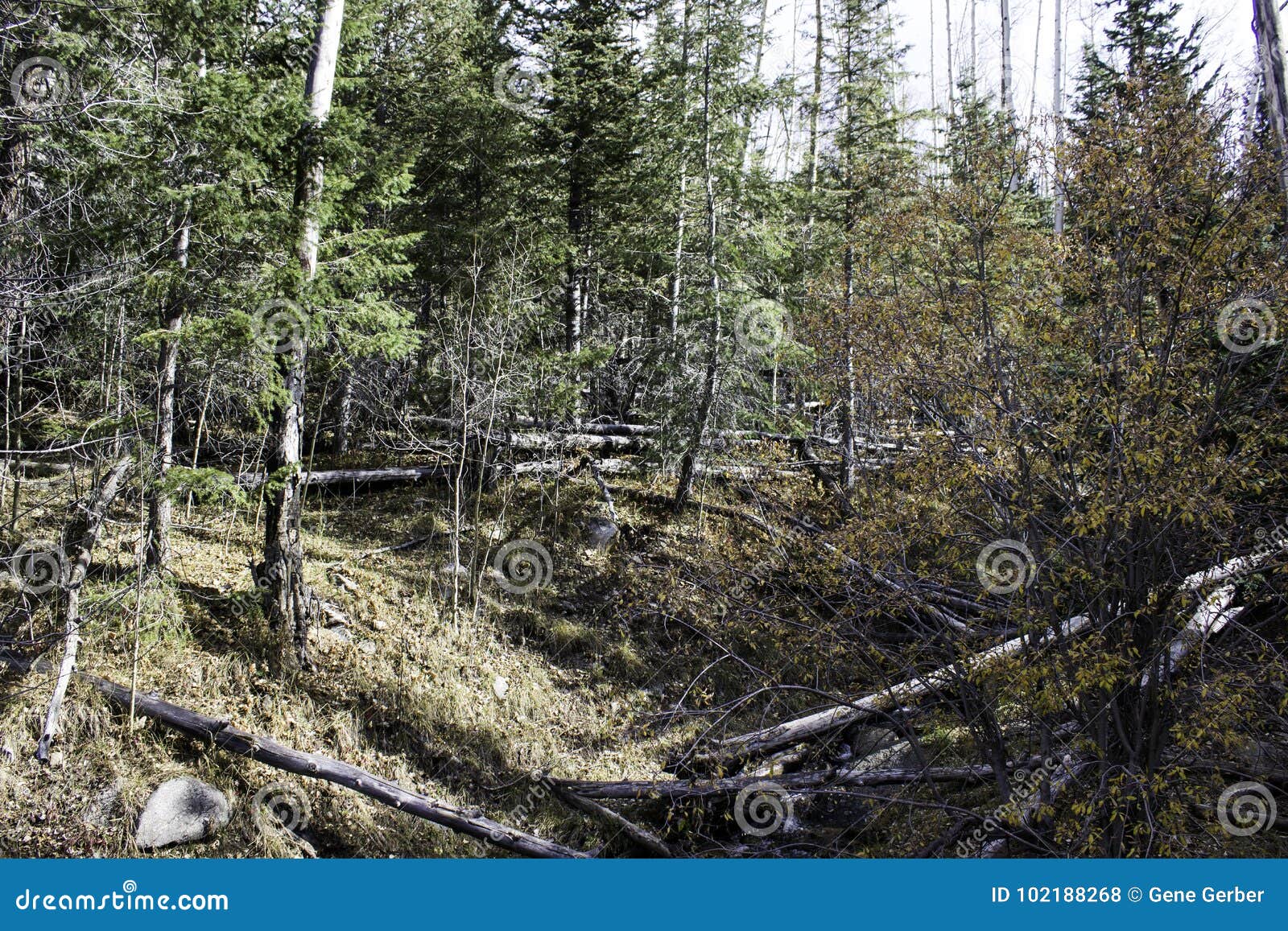 Forest Depth stock photo. Image of wilderness, evergreens - 102188268