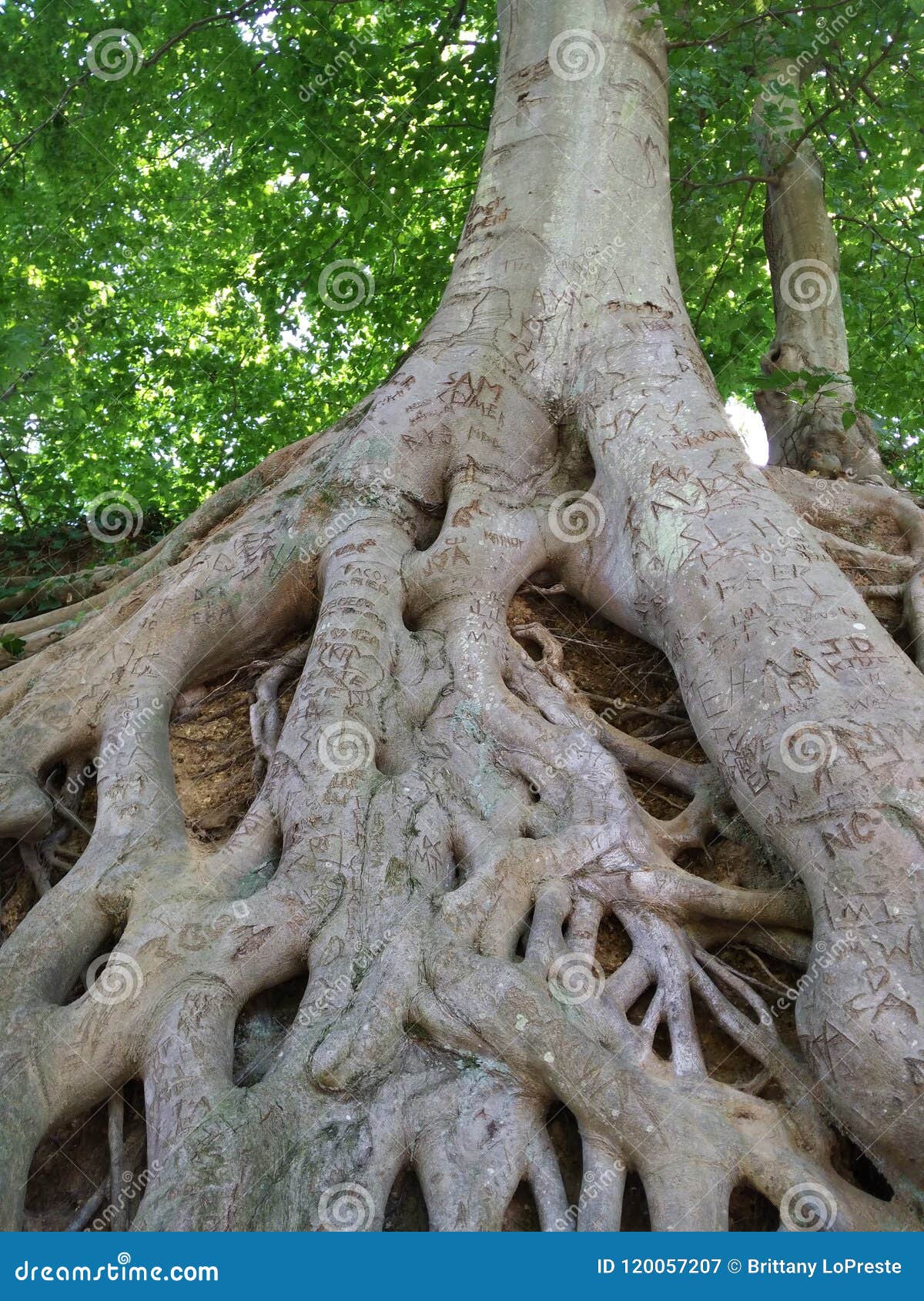 Deep roots stock image. Image of nature, roots, deep - 120057207